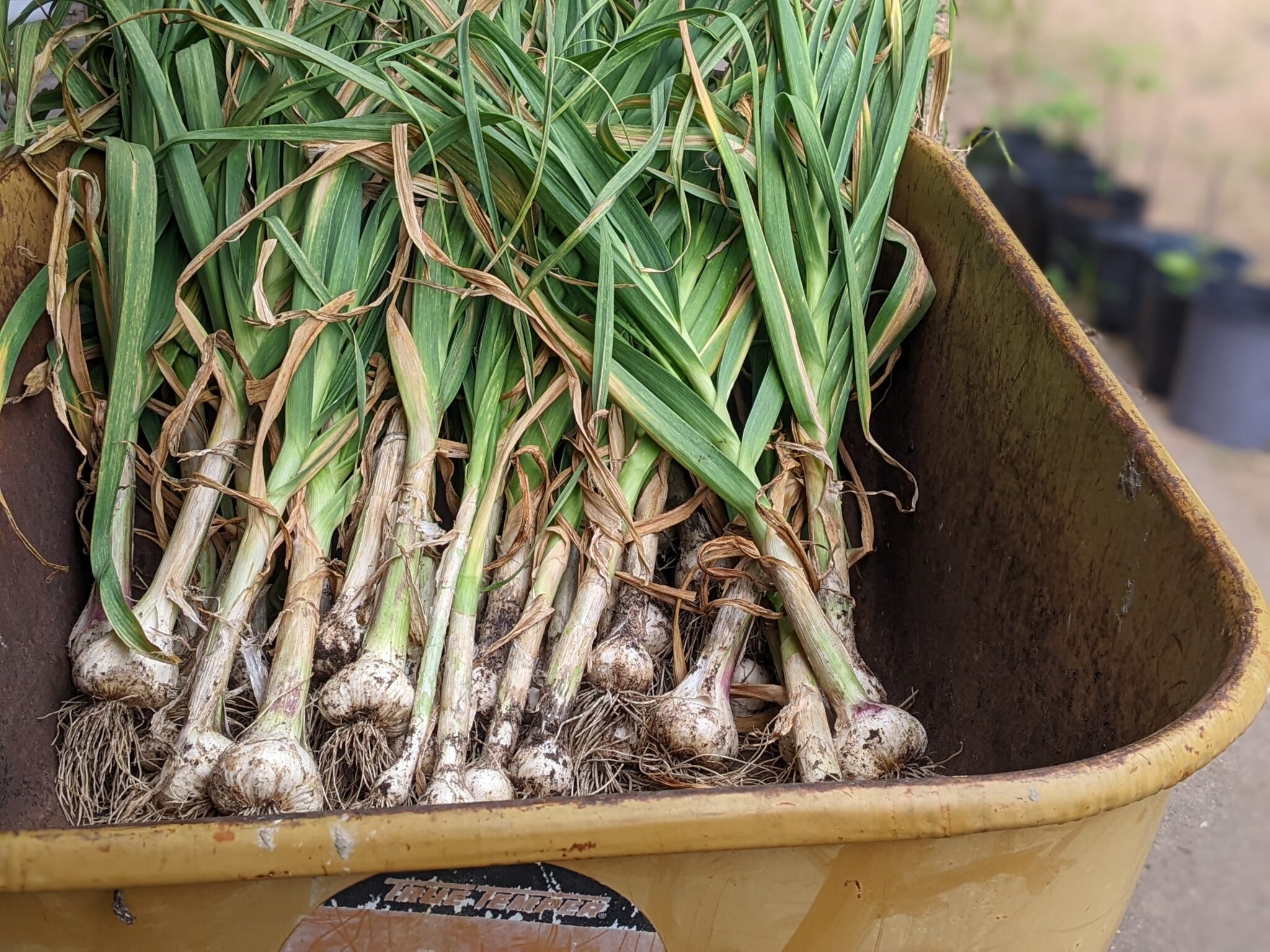 Understanding Garden Hardiness Zones for Beginners - From Wooden Spoons